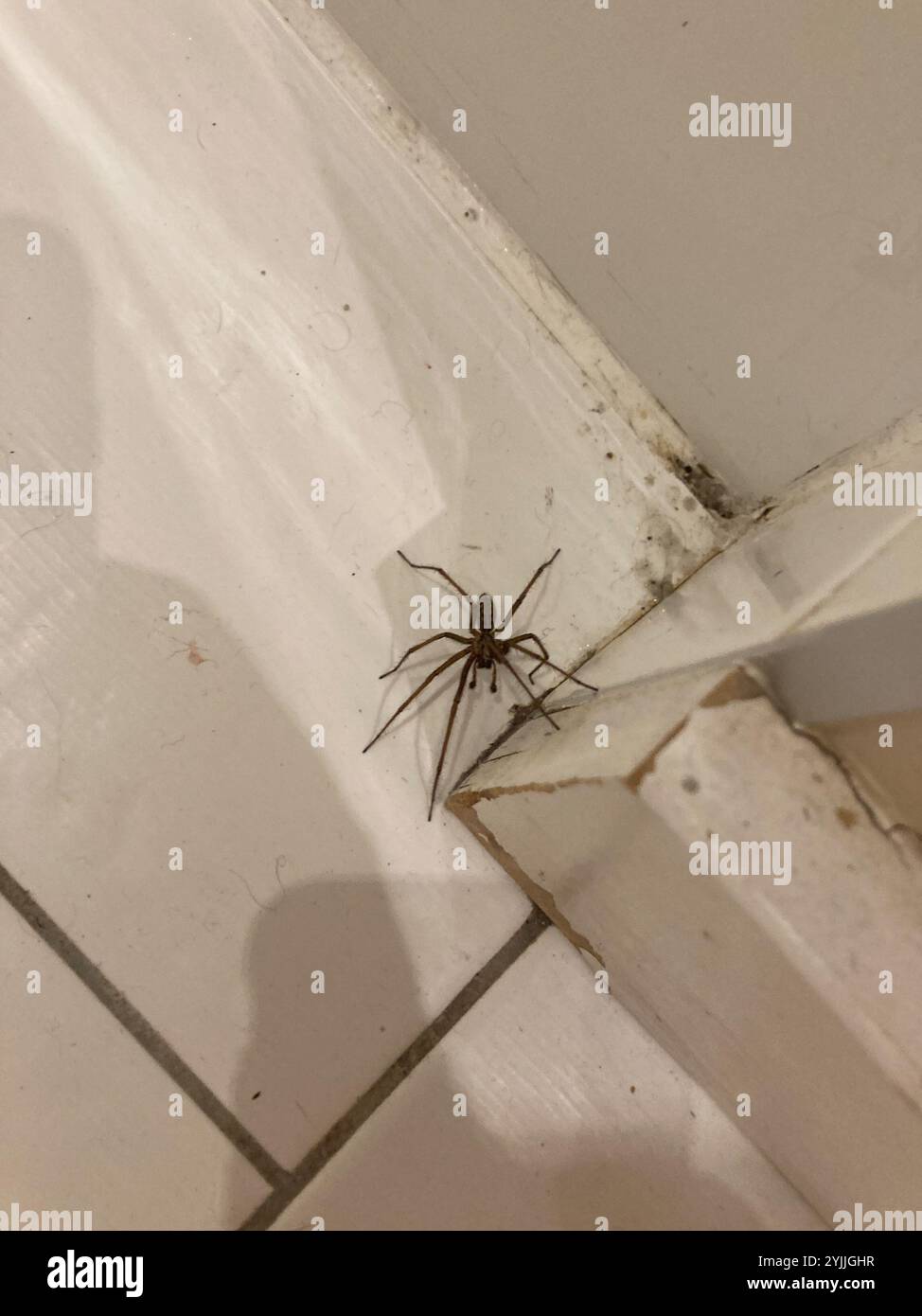 Giant House Spider (Eratigena duellica Stock Photo - Alamy