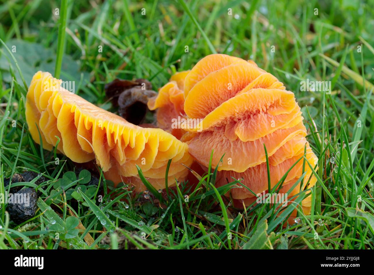 Fungi looking like soft fruit segments hi-res stock photography and ...