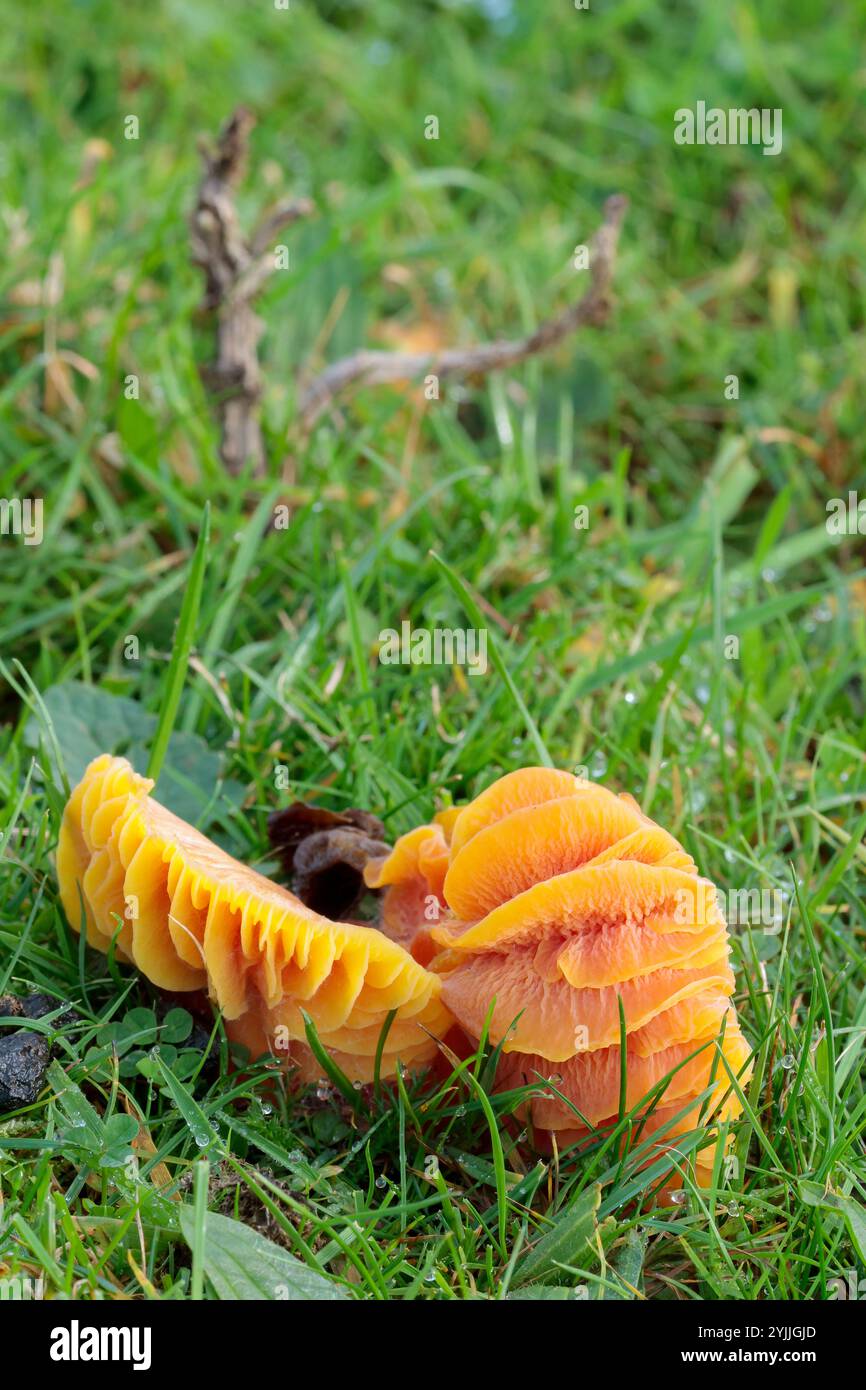 Fungi looking like soft fruit segments hi-res stock photography and ...