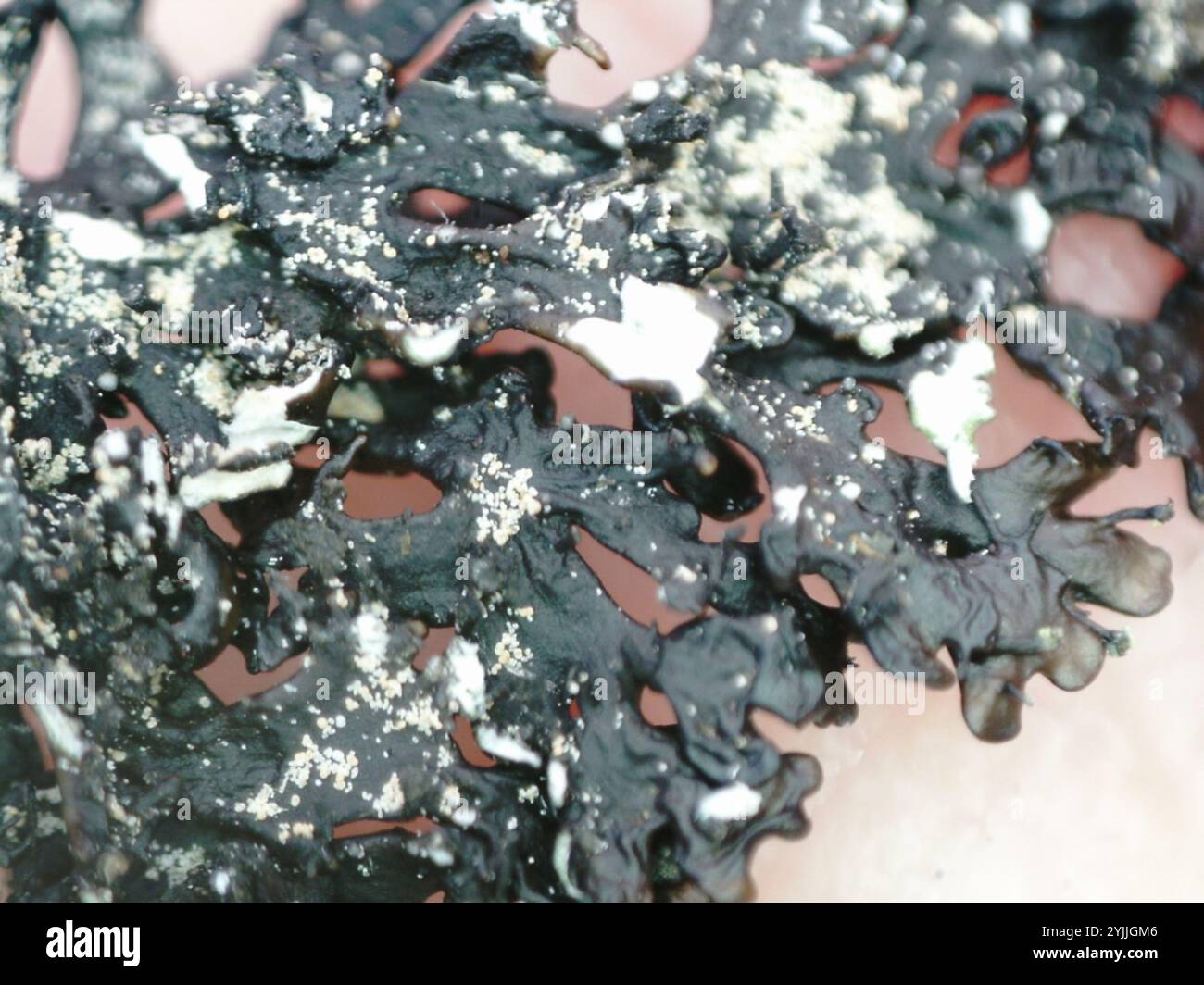 Stygian Black-parmelia (Melanelia stygia Stock Photo - Alamy