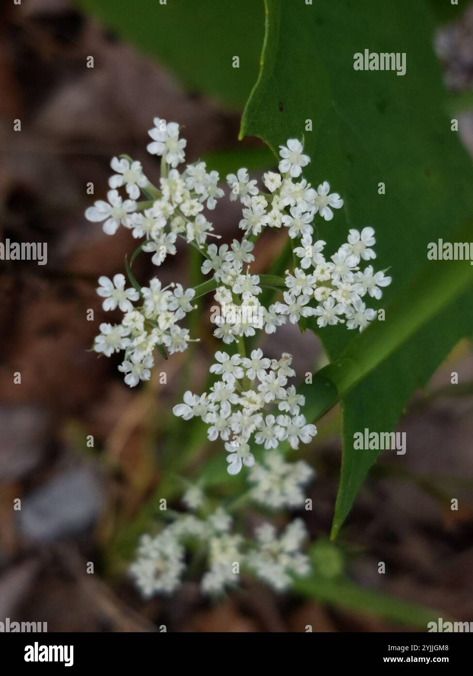 common hedge parsley (Torilis arvensis Stock Photo - Alamy