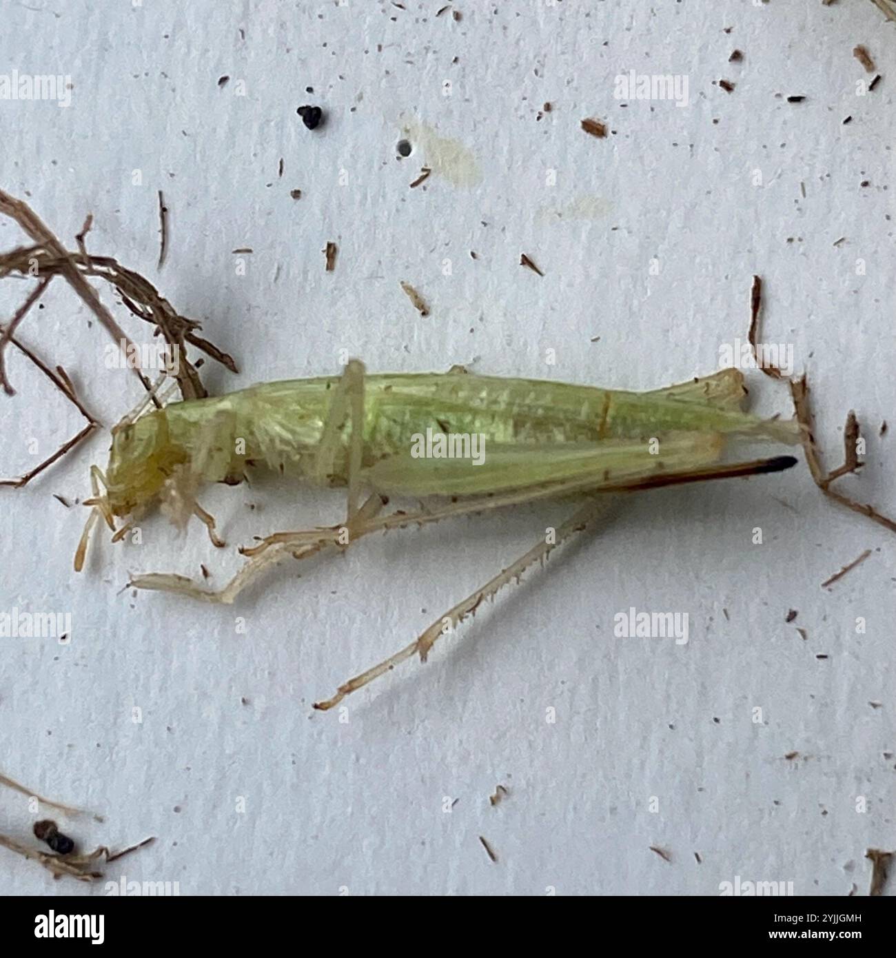 Common Tree Crickets (Oecanthus Stock Photo - Alamy