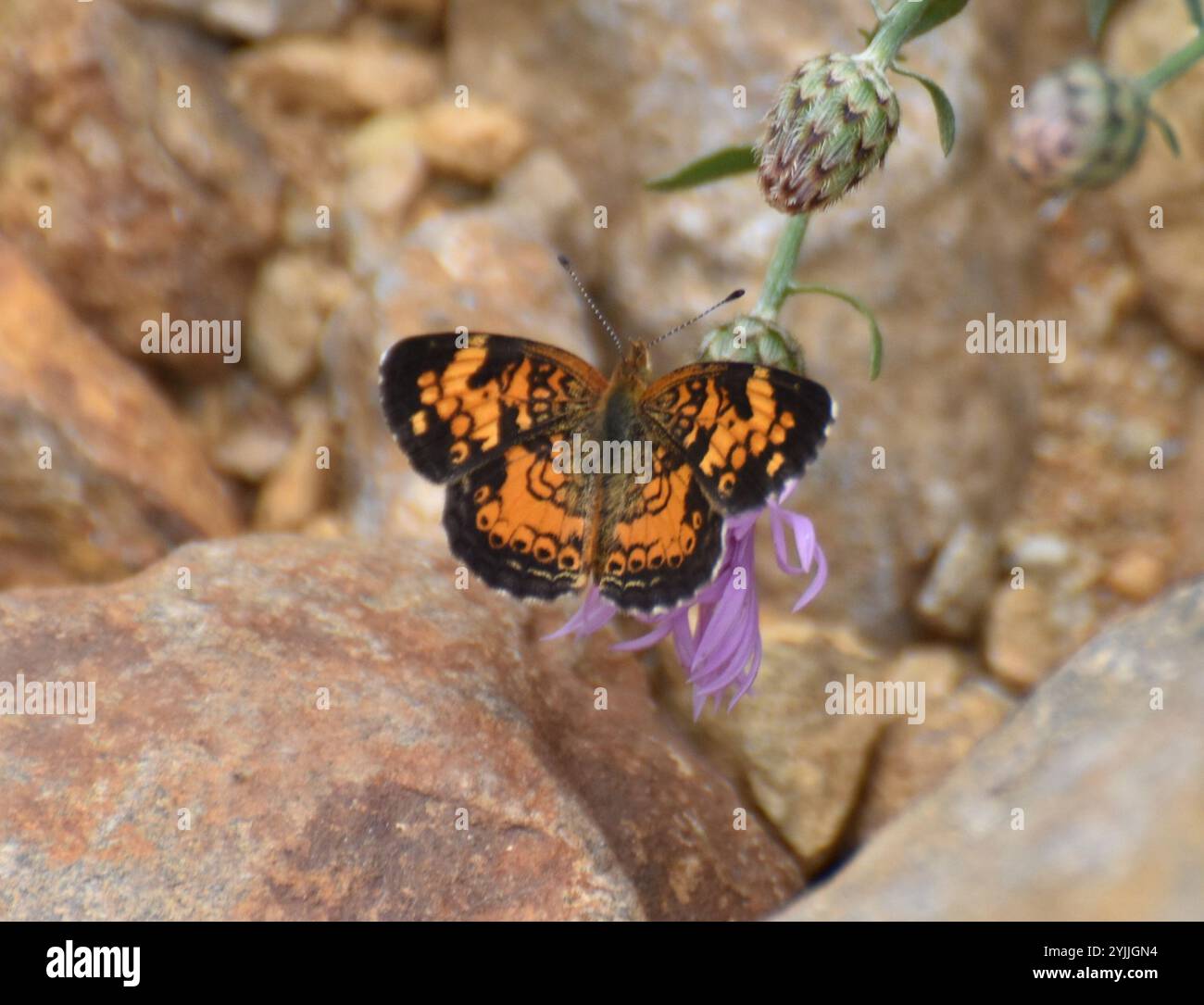 Pearl Crescent (Phyciodes tharos Stock Photo - Alamy