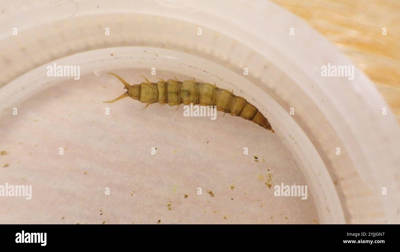 Water Snipe Flies (Athericidae Stock Photo - Alamy