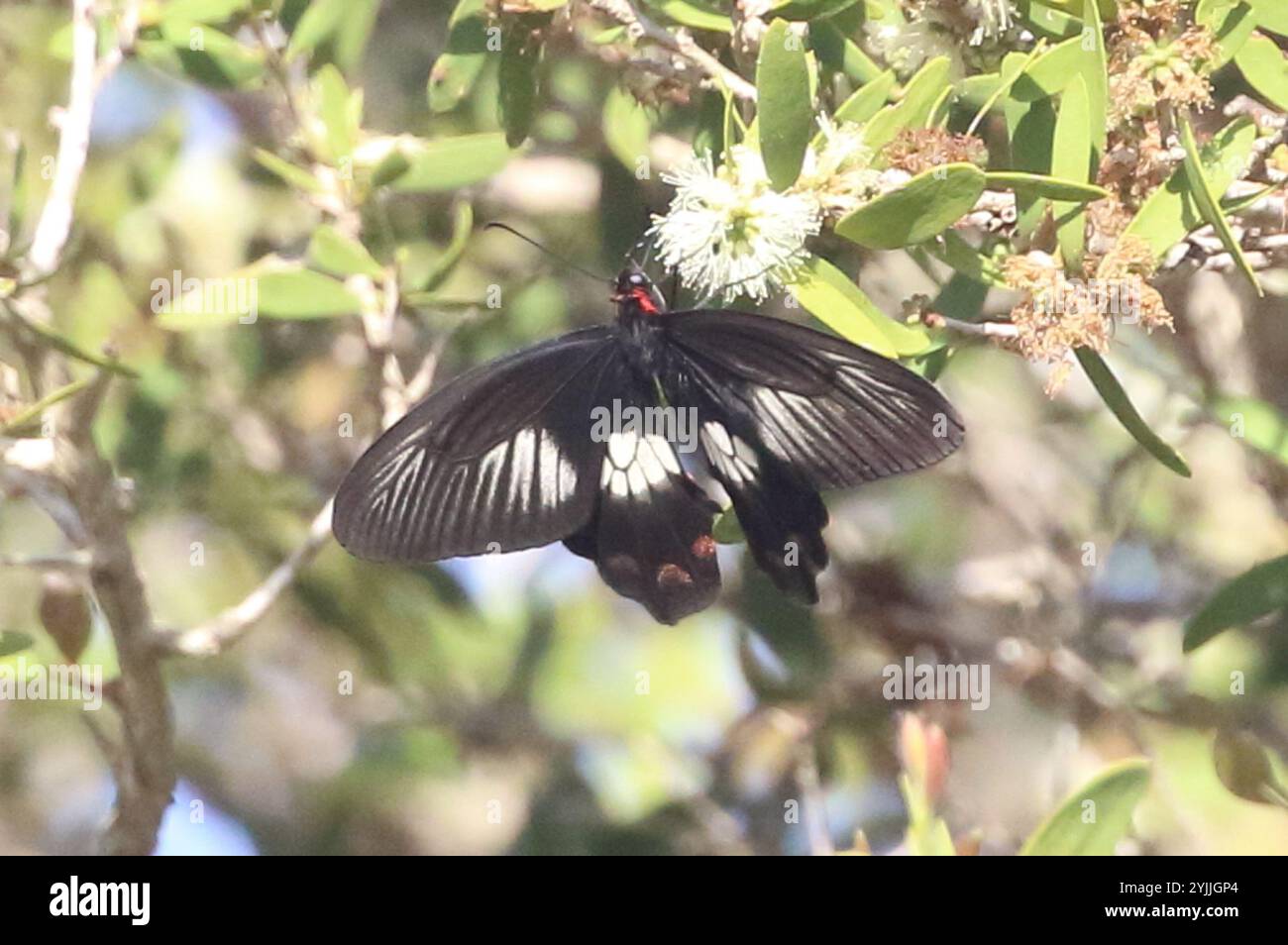 Red-bodied Swallowtail (Pachliopta polydorus Stock Photo - Alamy