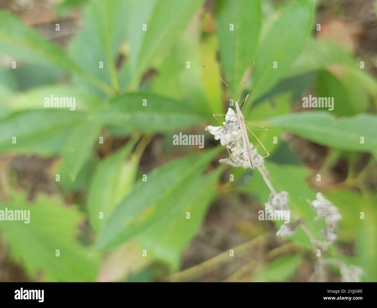 straw stiltbug (Neides tipularius Stock Photo - Alamy