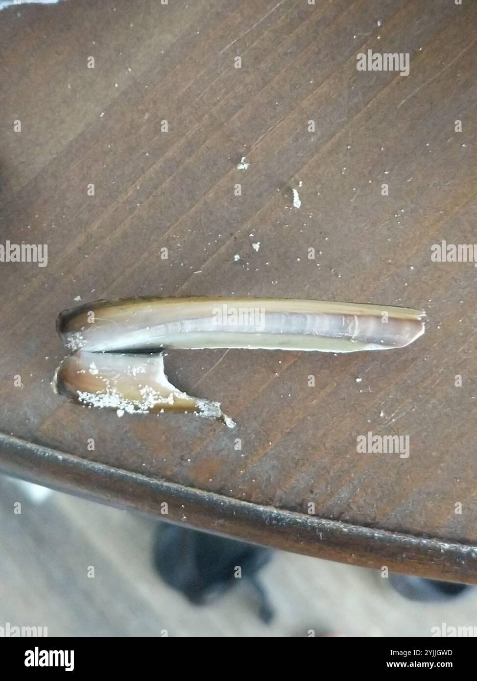 Atlantic Jackknife (Ensis leei Stock Photo - Alamy