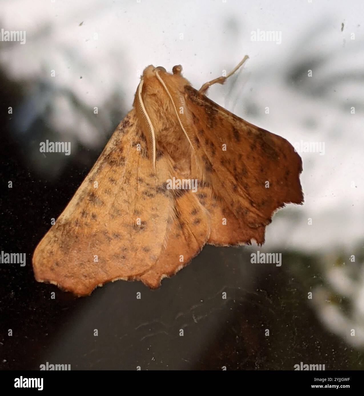 Maple Spanworm Moth (Ennomos magnaria Stock Photo - Alamy