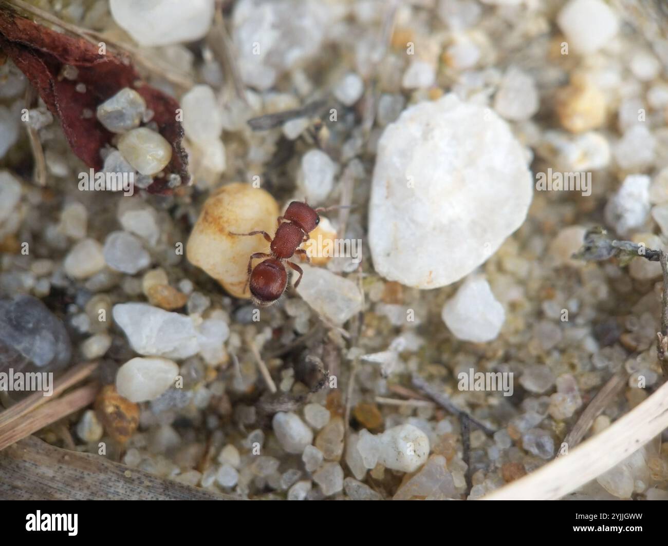 Pseudomethoca frigida hi-res stock photography and images - Alamy