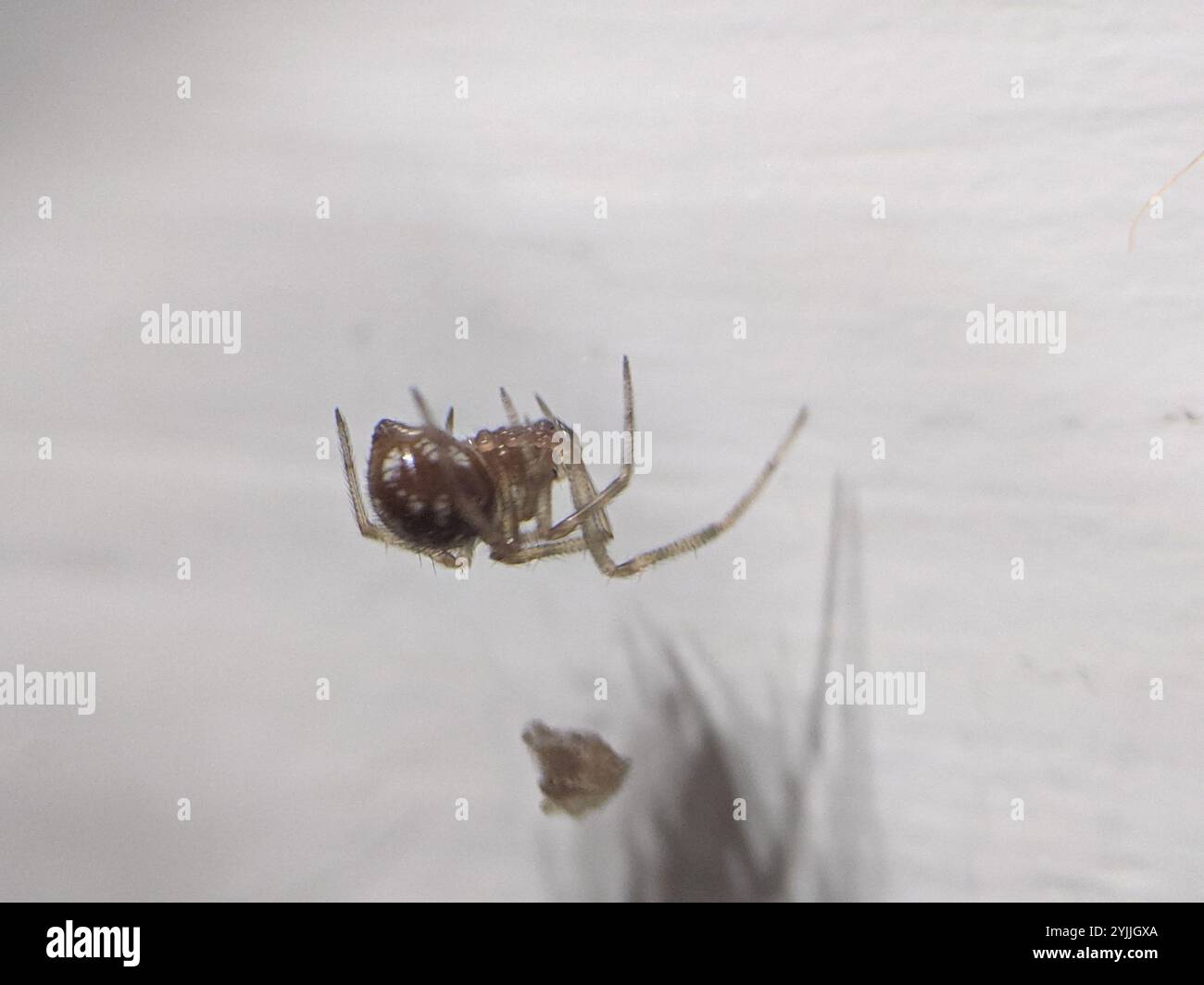 Comb-footed Spiders (Theridiidae Stock Photo - Alamy