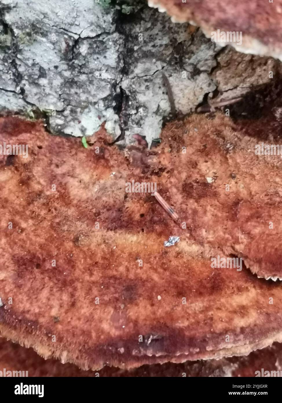 Alder Bracket (Mensularia radiata Stock Photo - Alamy