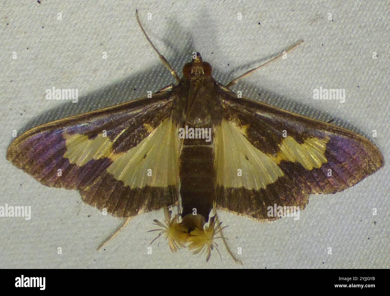 Pickleworm Moth (Diaphania nitidalis Stock Photo - Alamy