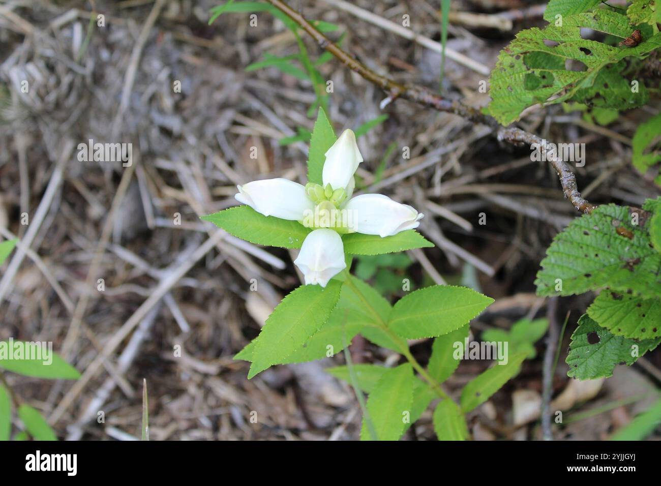 white turtlehead (Chelone glabra Stock Photo - Alamy