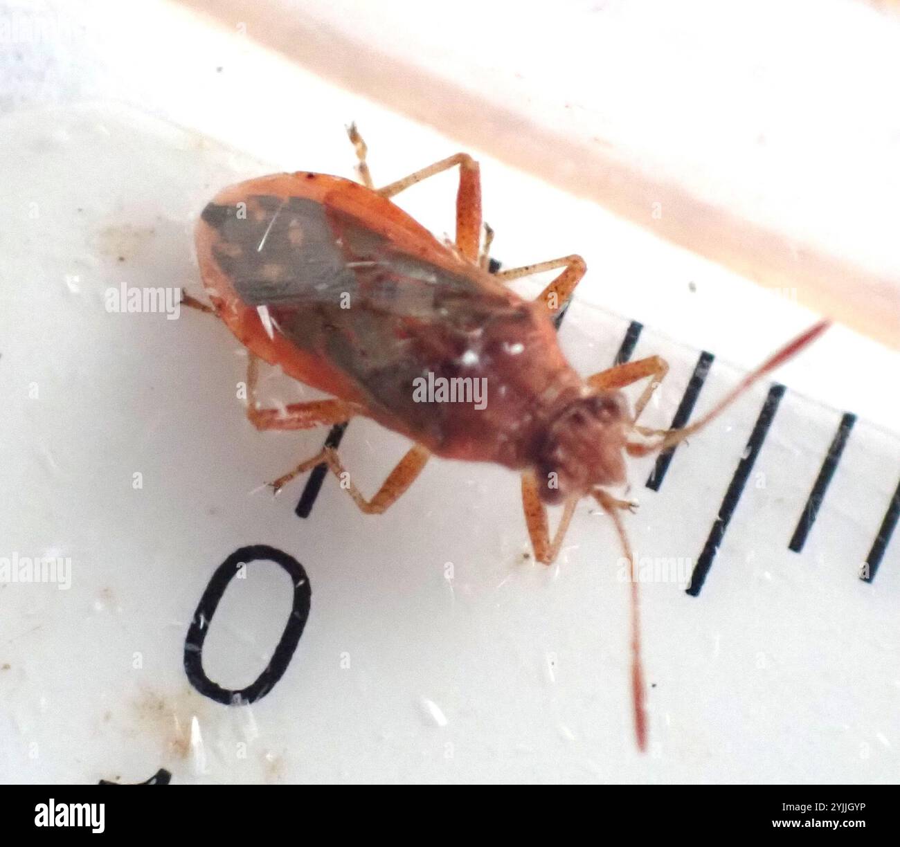 Hyaline grass bug hi-res stock photography and images - Alamy