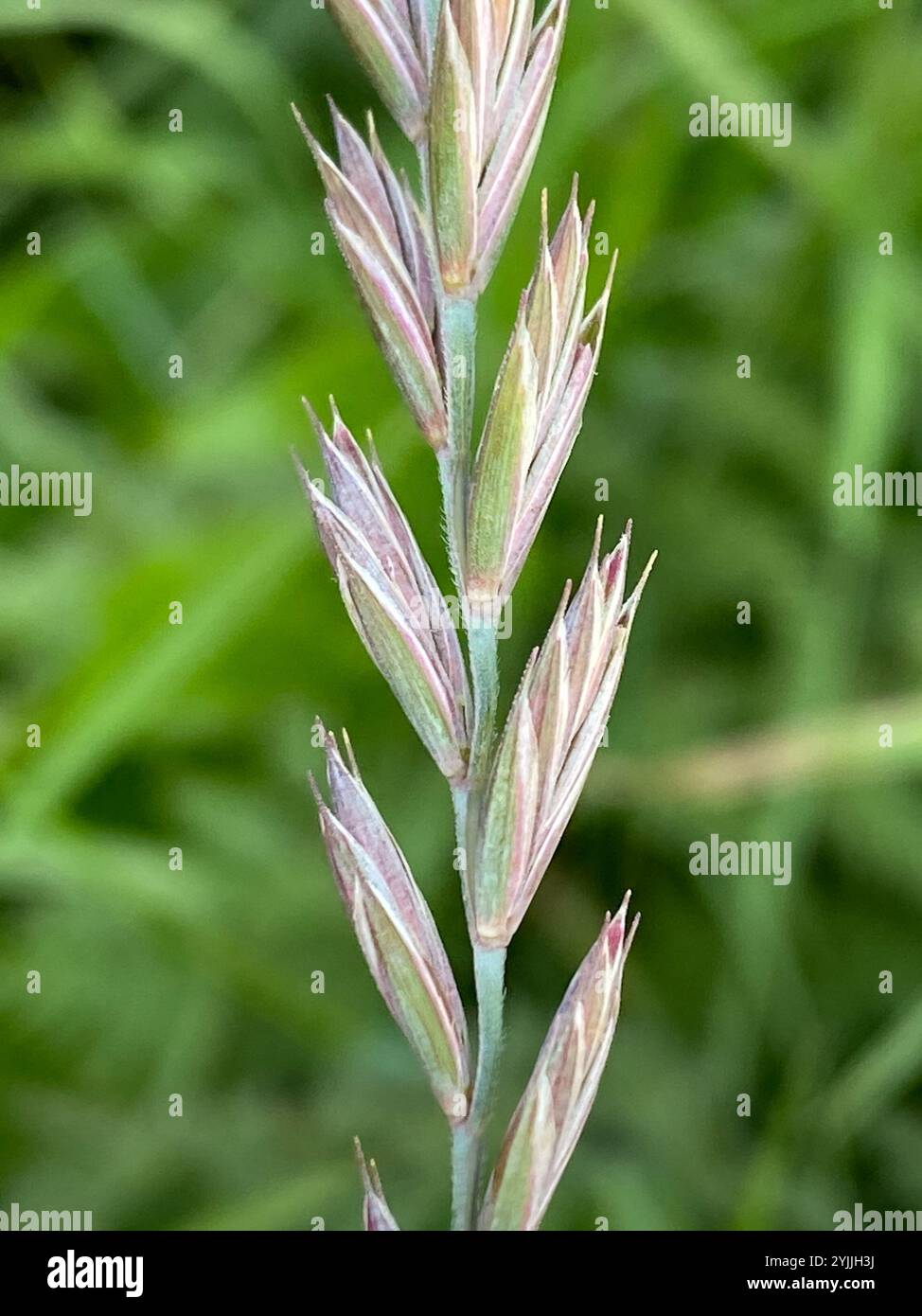 Quack Grass (Elymus repens Stock Photo - Alamy