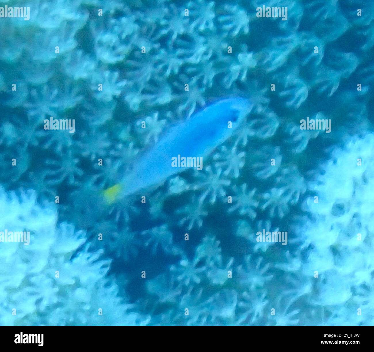 Ray-finned Fishes (Actinopterygii Stock Photo - Alamy