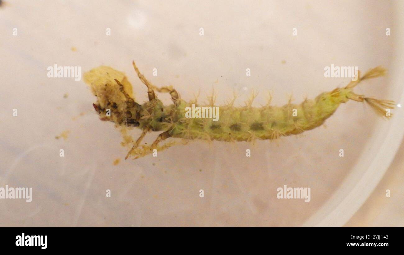 Hydropsyche hi-res stock photography and images - Alamy