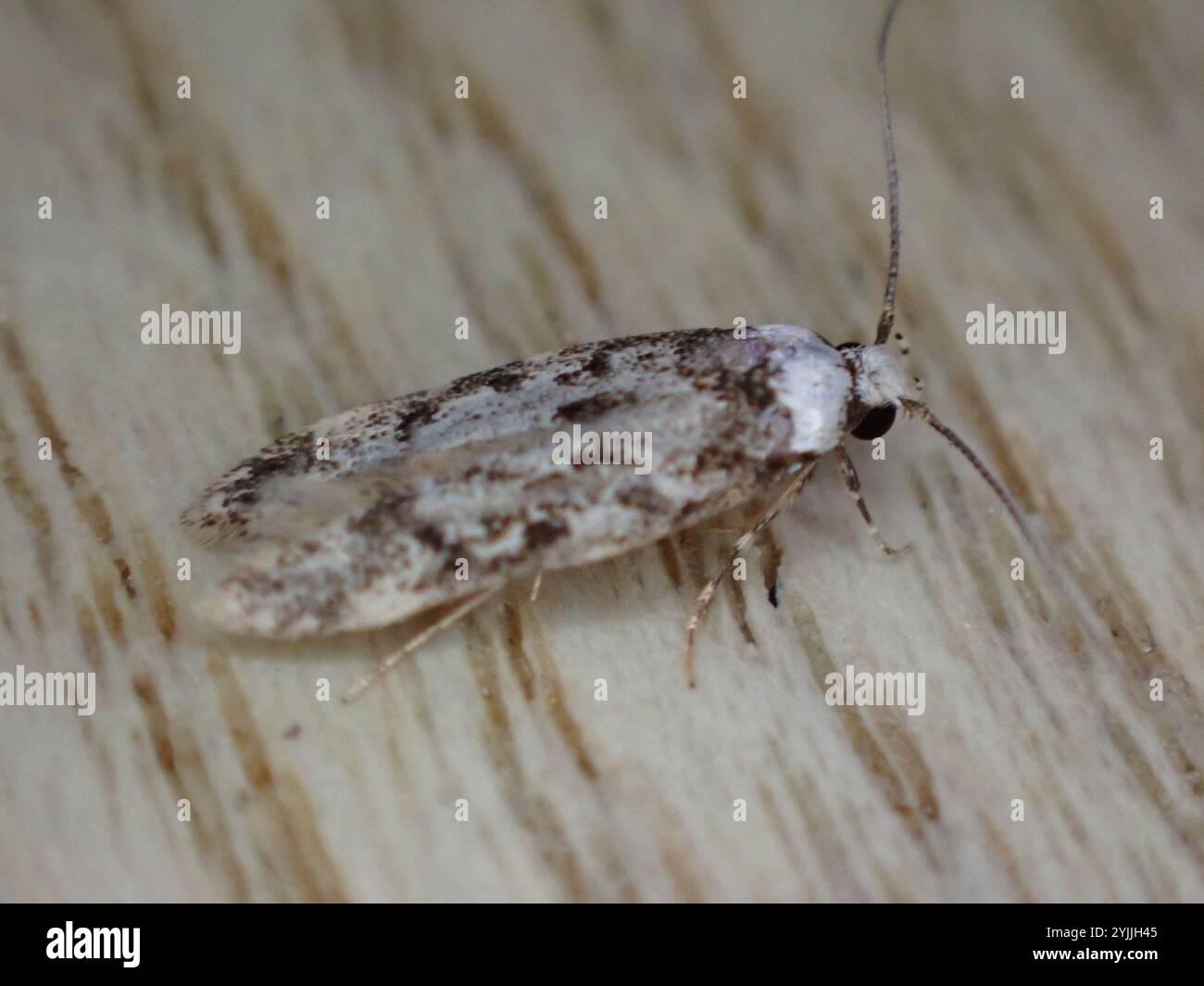 White-shouldered House Moth (Endrosis sarcitrella Stock Photo - Alamy