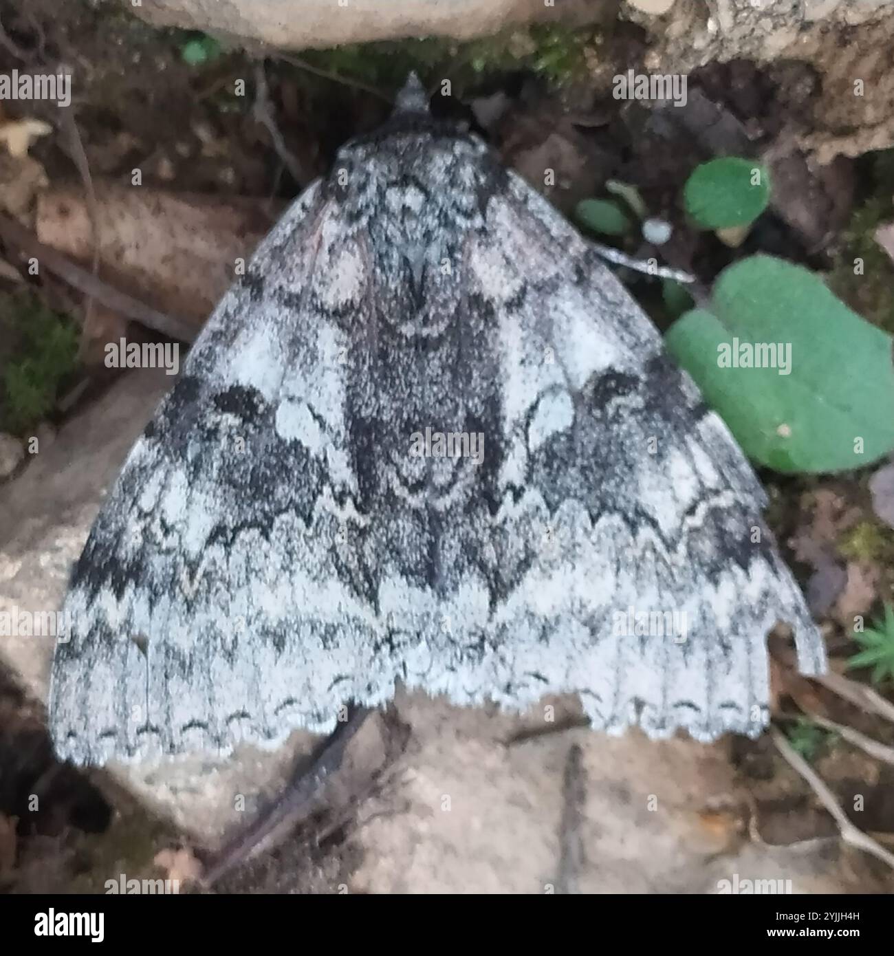 Blue Underwing (Catocala fraxini Stock Photo - Alamy