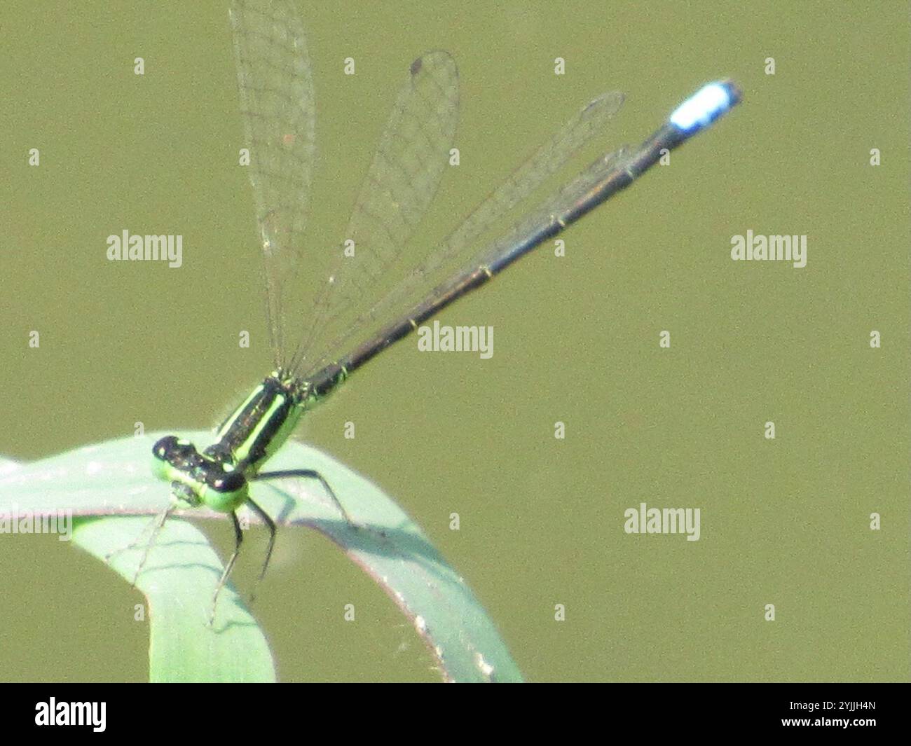Eastern Forktail (Ischnura verticalis Stock Photo - Alamy