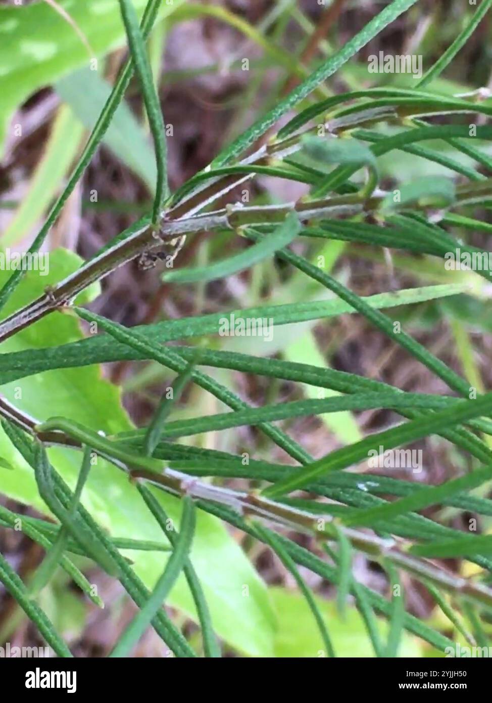 whorled milkweed (Asclepias verticillata Stock Photo - Alamy