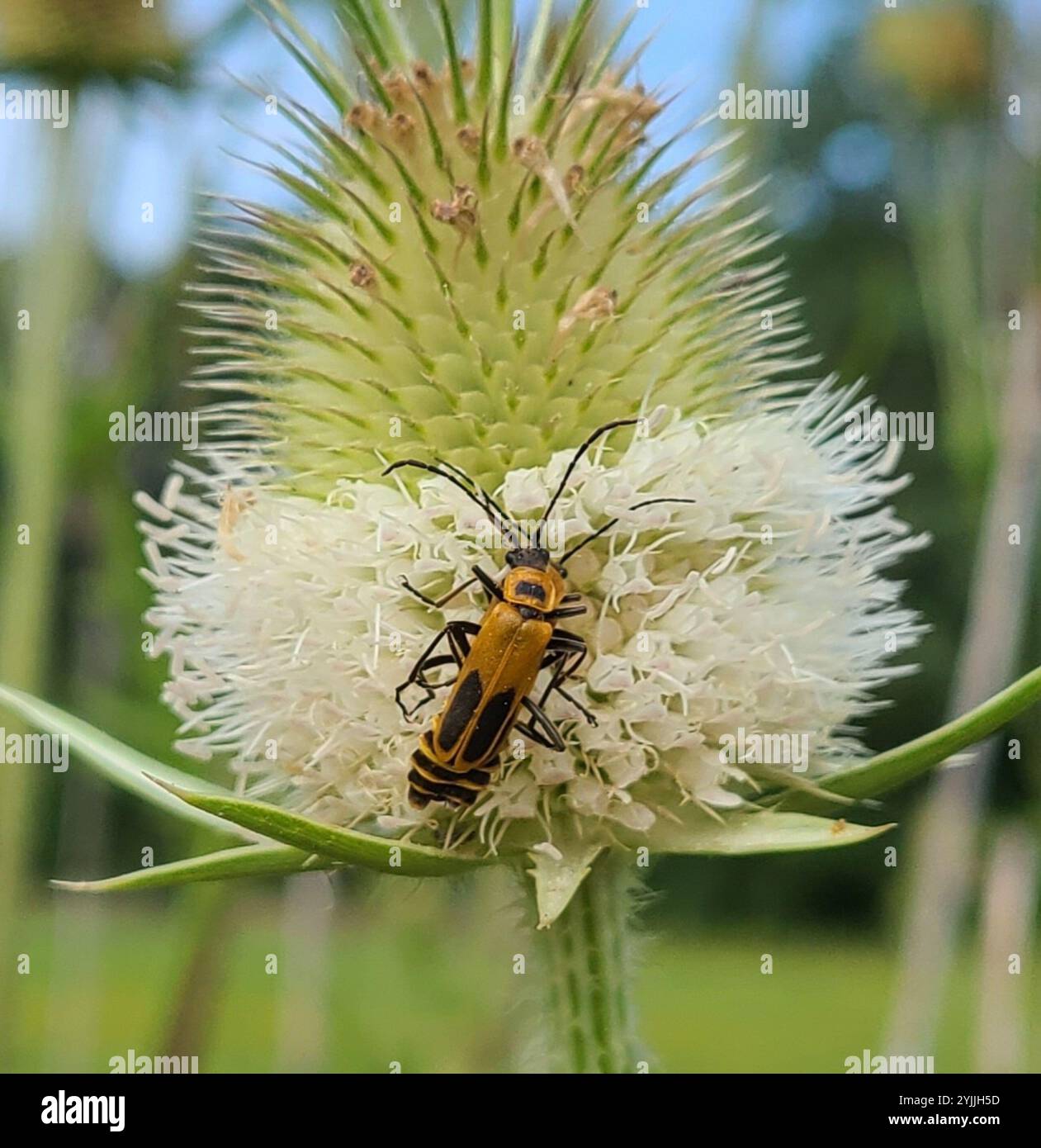 Goldenrod Soldier Beetle (Chauliognathus pensylvanicus Stock Photo - Alamy