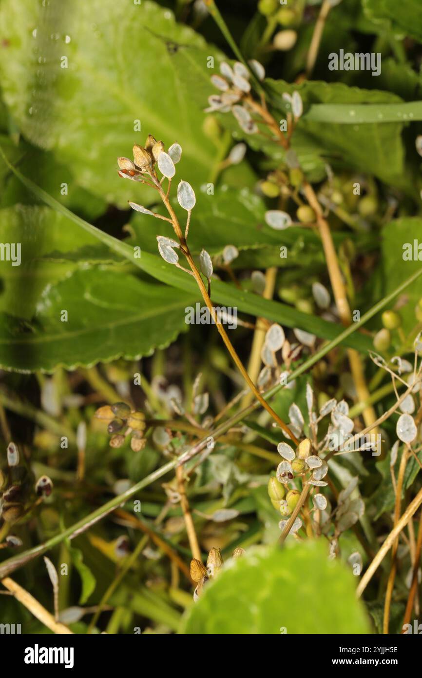 Scurvy grass (Cochlearia officinalis Stock Photo - Alamy