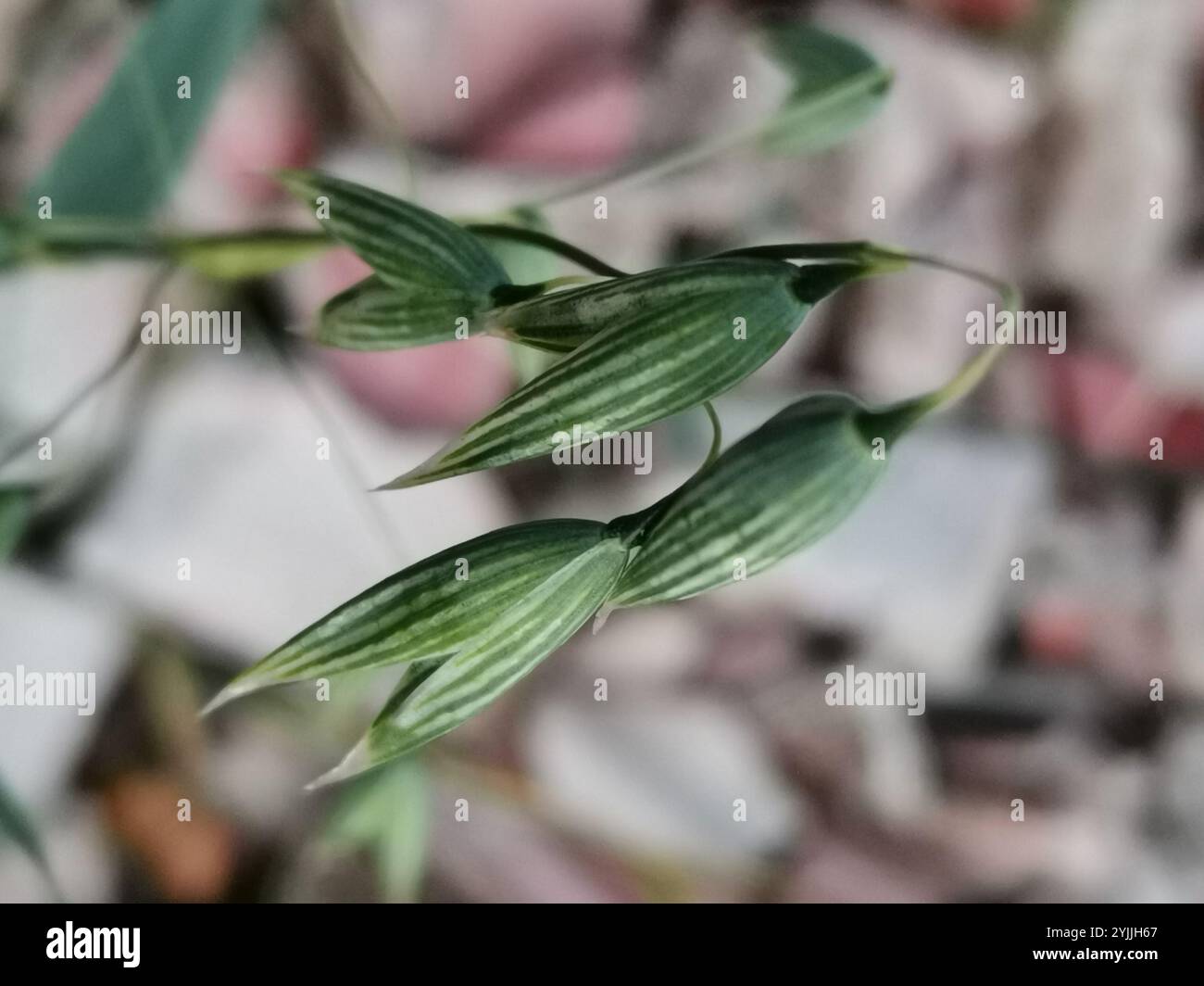 Common Oat (Avena sativa Stock Photo - Alamy
