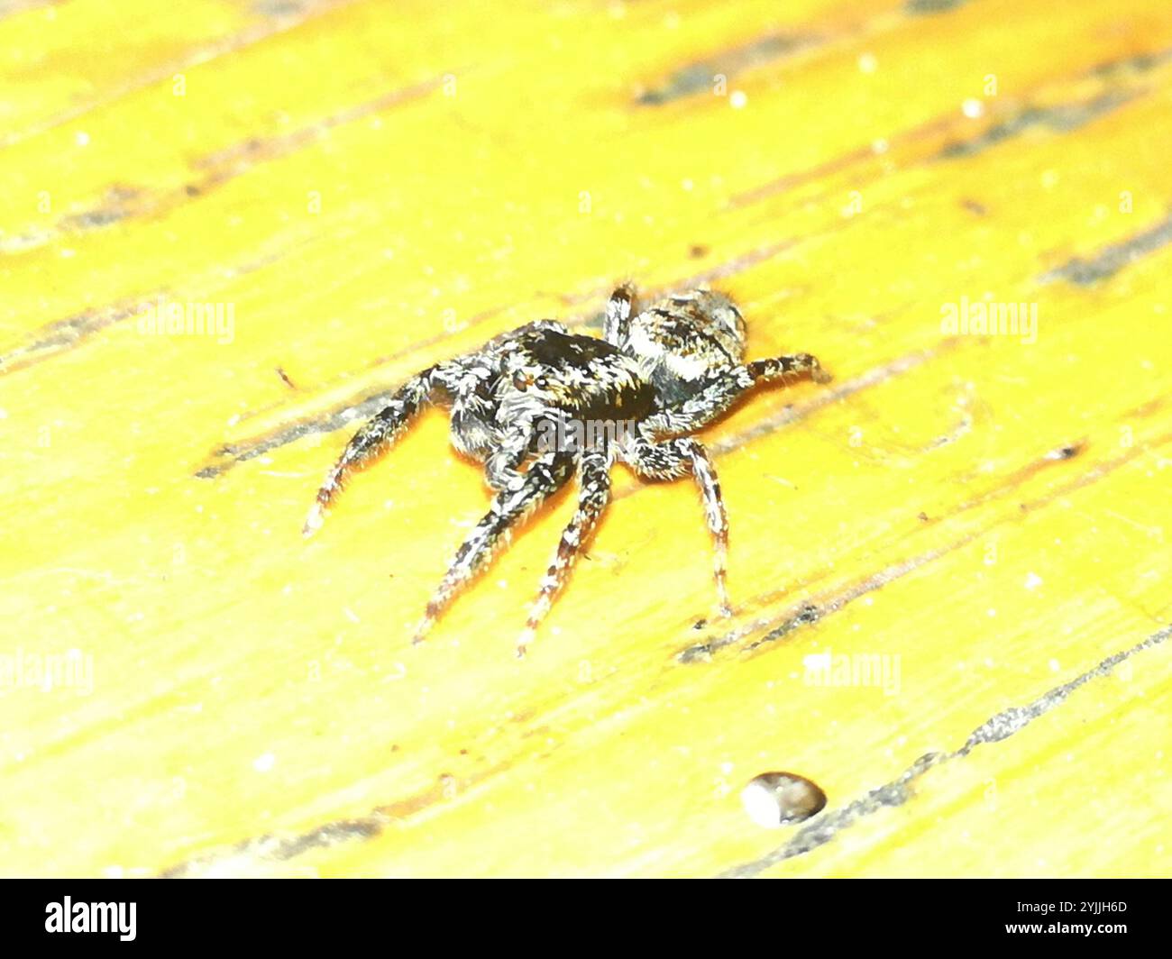Fencepost jumping spider (Marpissa muscosa Stock Photo - Alamy