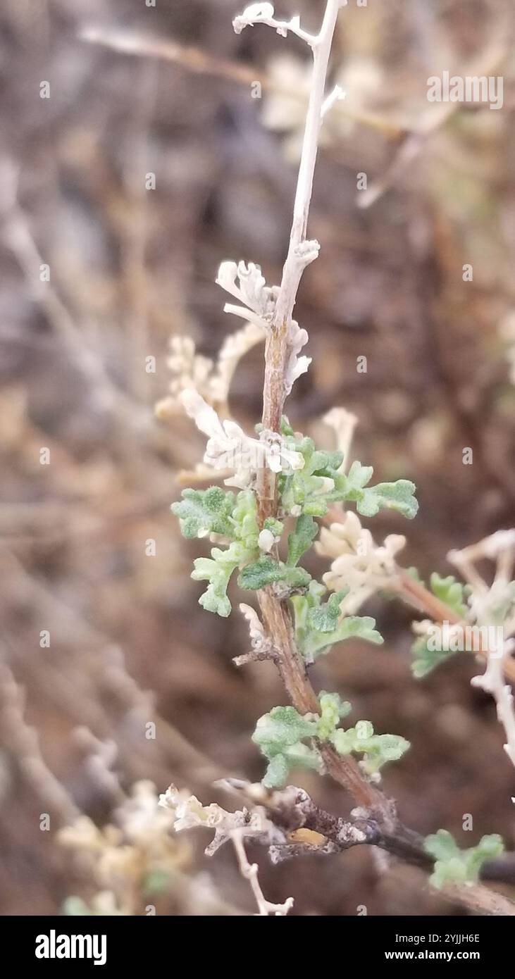 Cattle Saltbush (Atriplex polycarpa Stock Photo - Alamy