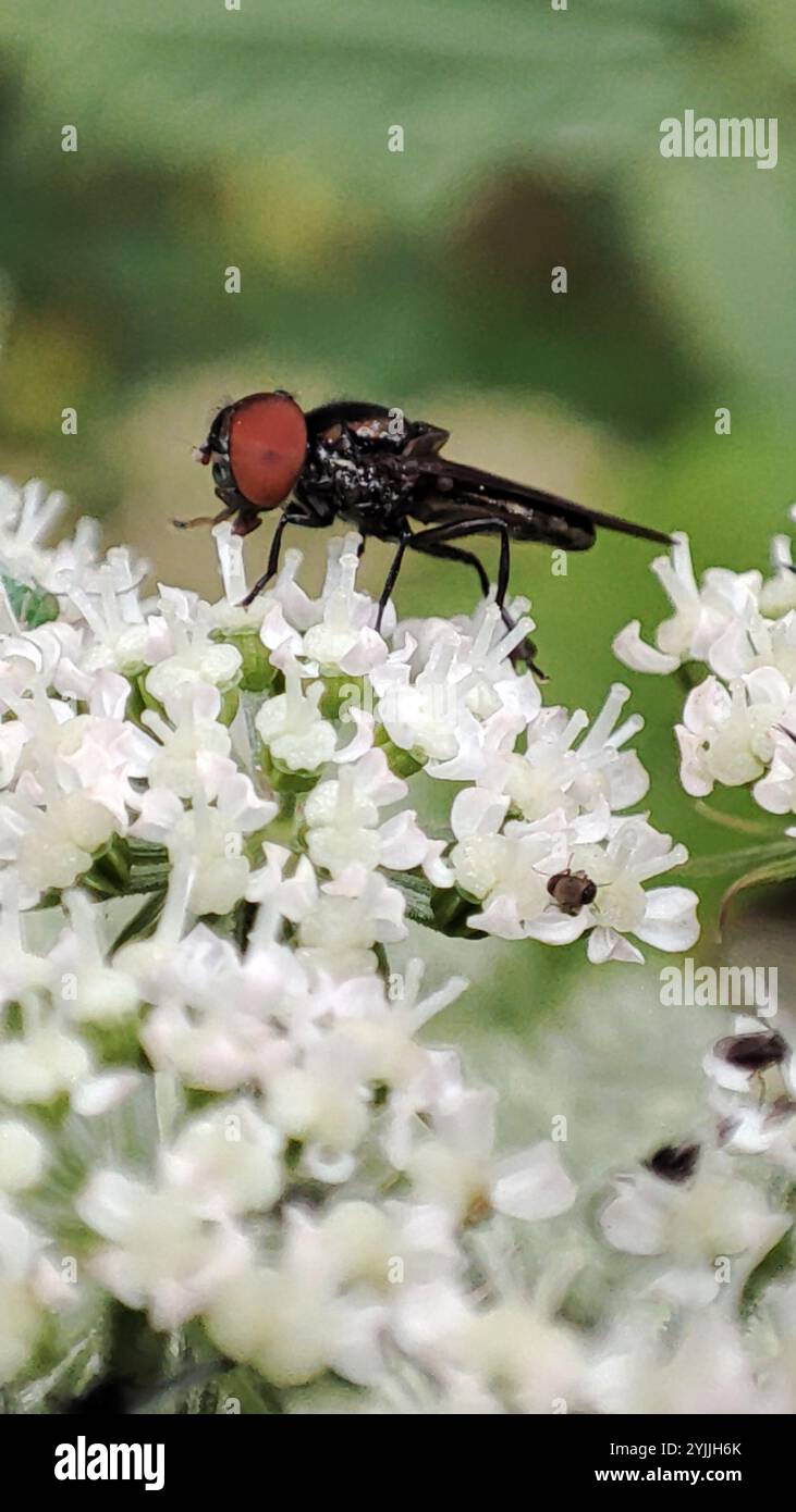 Dark-winged Chrysogaster (Chrysogaster solstitialis Stock Photo - Alamy