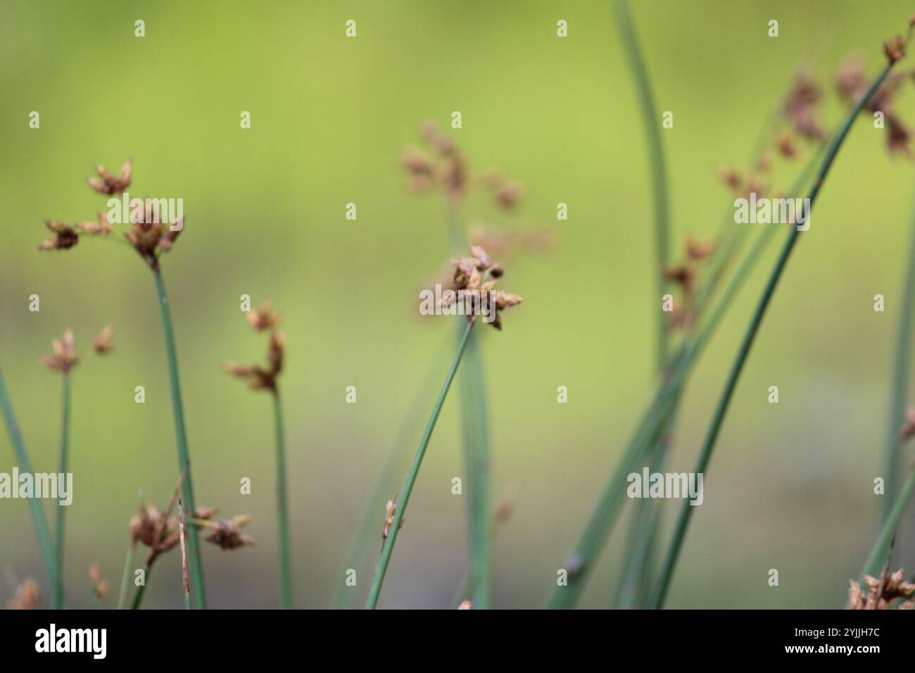 Common club rush hi-res stock photography and images - Alamy