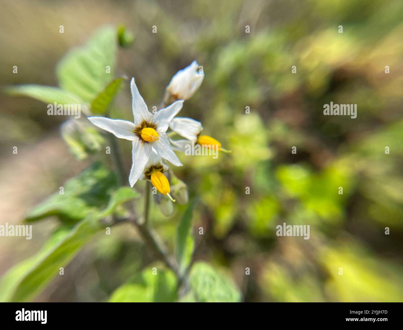 greenspot nightshade (Solanum douglasii Stock Photo - Alamy