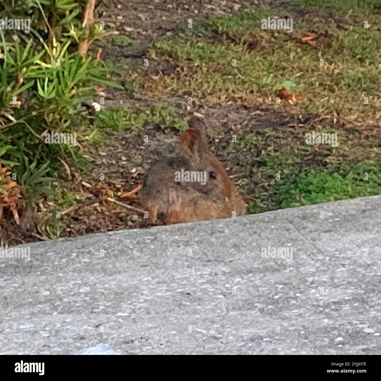 Marsh Rabbit (Sylvilagus palustris Stock Photo - Alamy