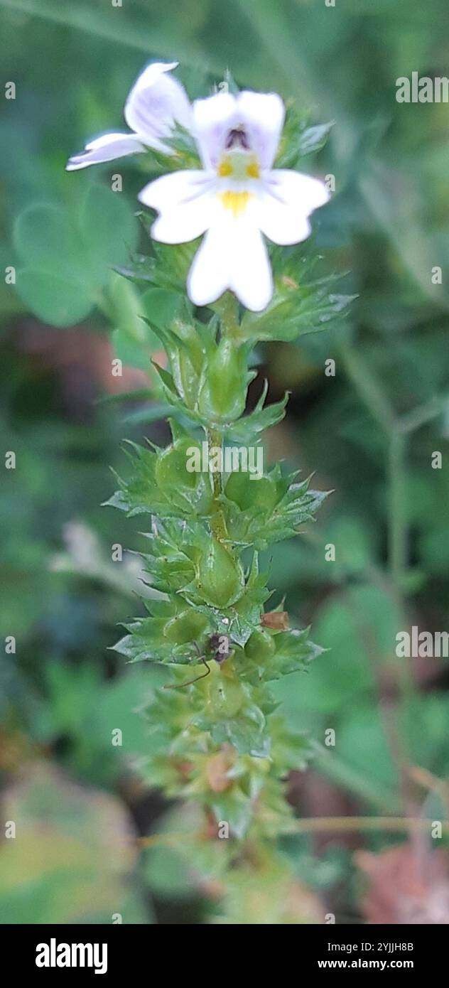 Common Eyebright (Euphrasia nemorosa Stock Photo - Alamy