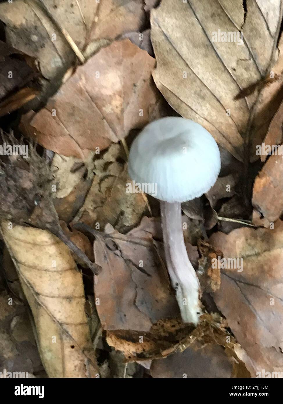 Lilac Bonnet (Mycena pura Stock Photo - Alamy