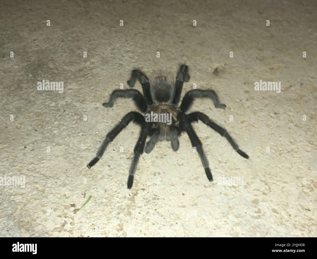Desert Blonde Tarantula (Aphonopelma chalcodes Stock Photo - Alamy