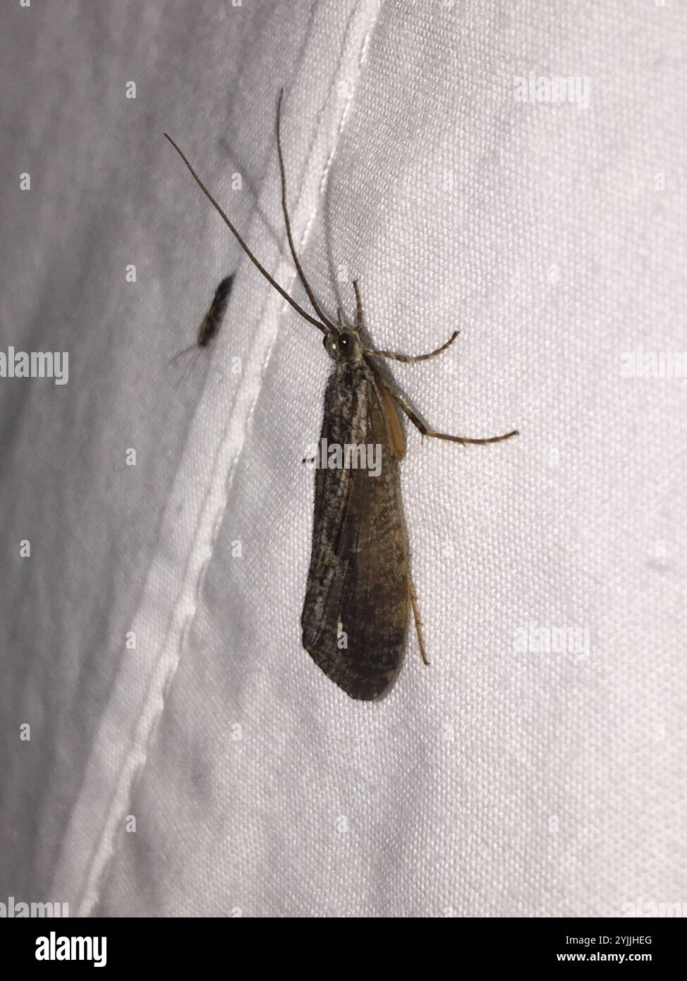 Giant Casemaker Caddisflies (Phryganeidae Stock Photo - Alamy