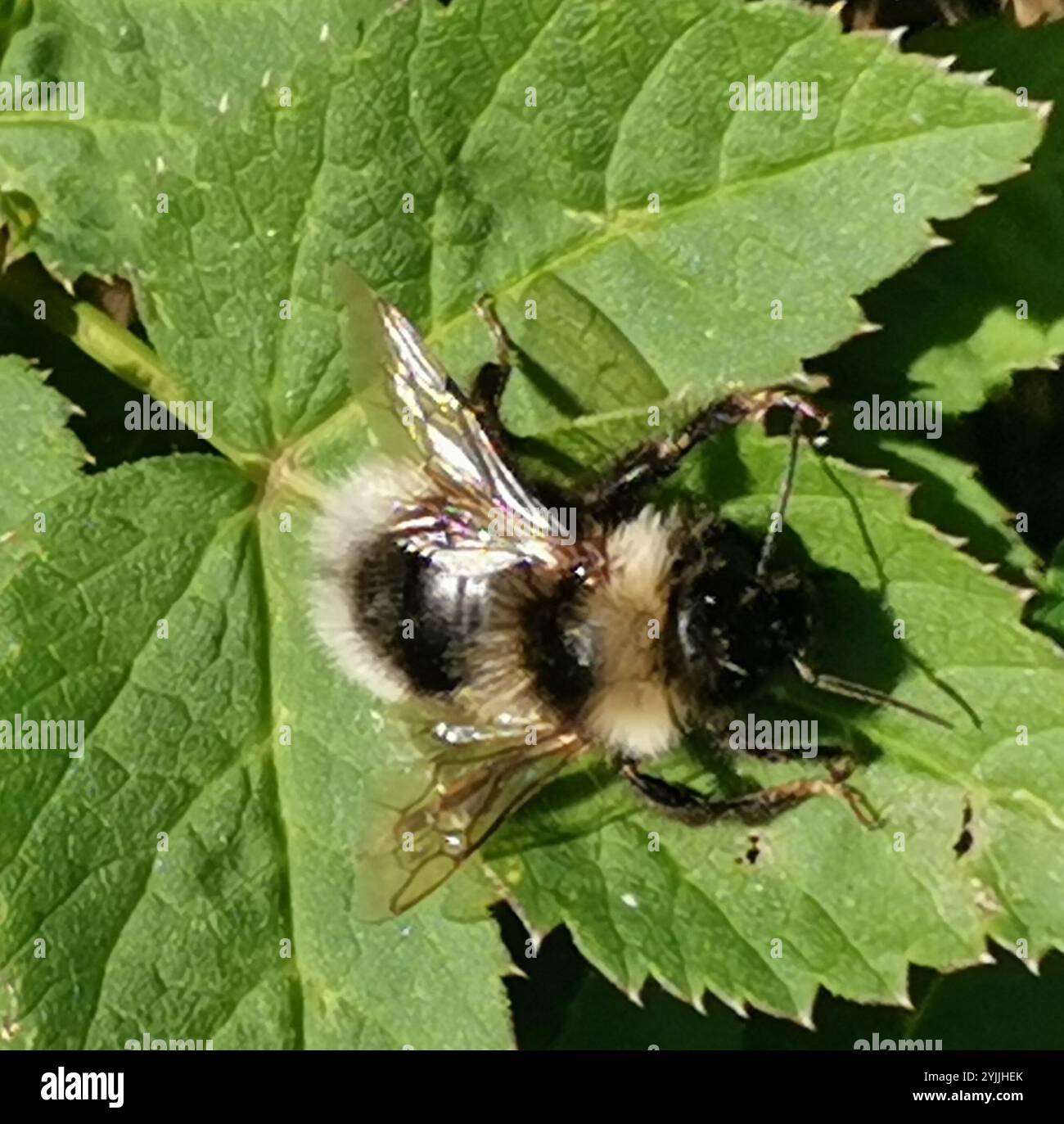Bombus bohemicus hi-res stock photography and images - Alamy