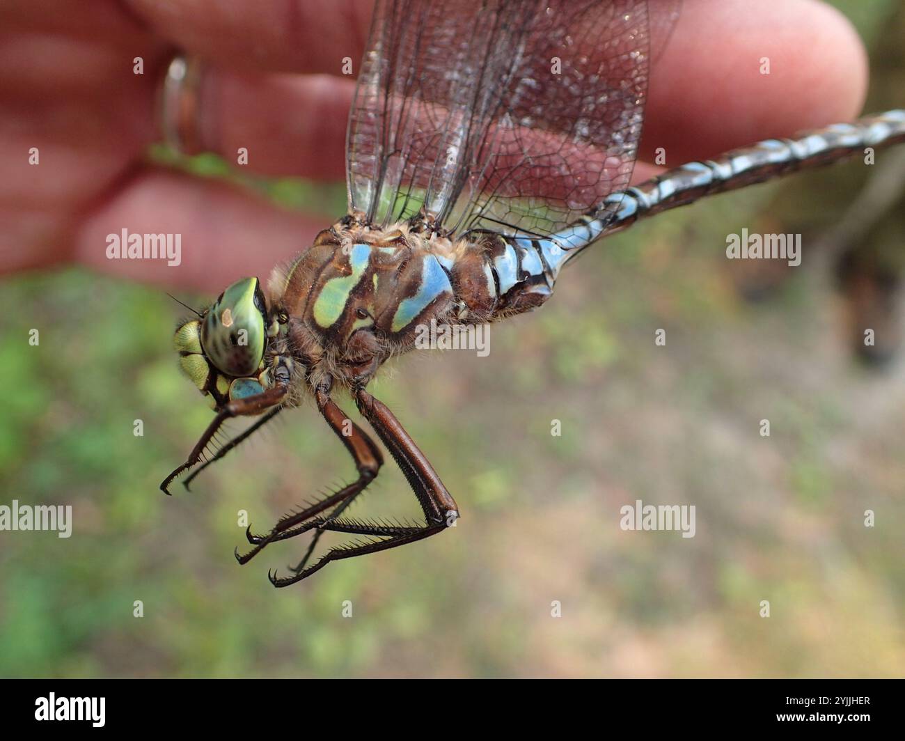 Lake Darner (Aeshna eremita Stock Photo - Alamy