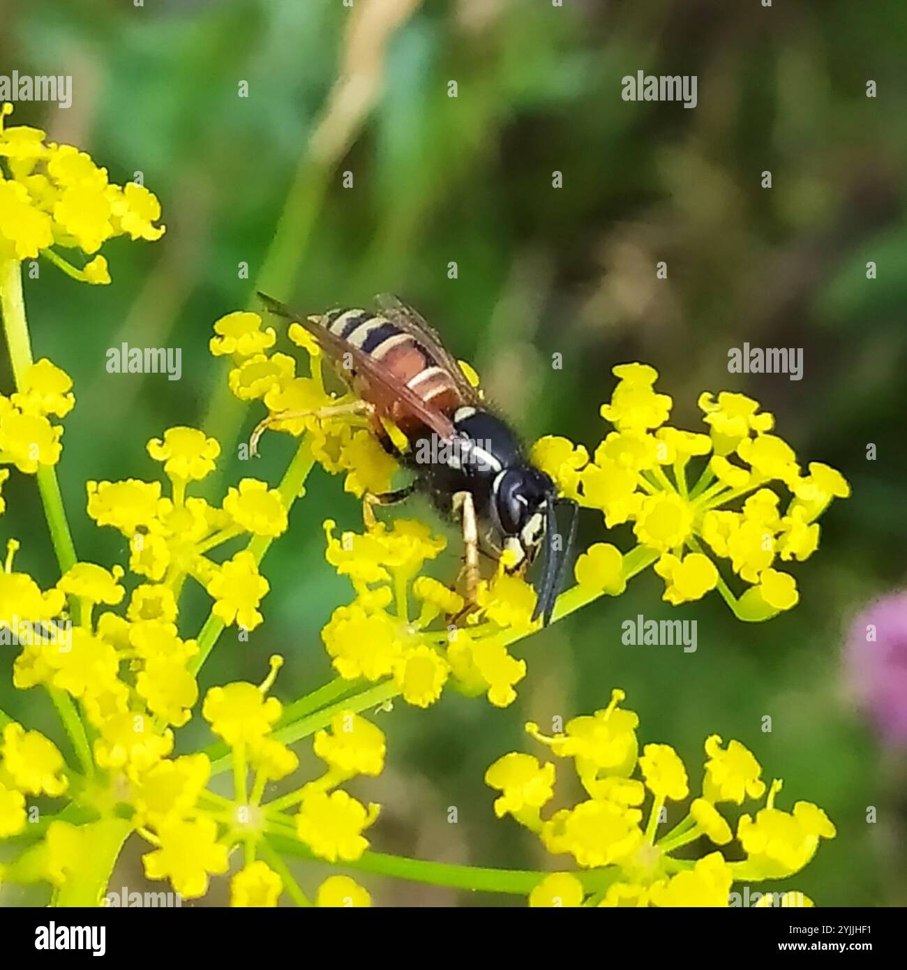 Red-banded Yellowjacket (Vespula rufa Stock Photo - Alamy
