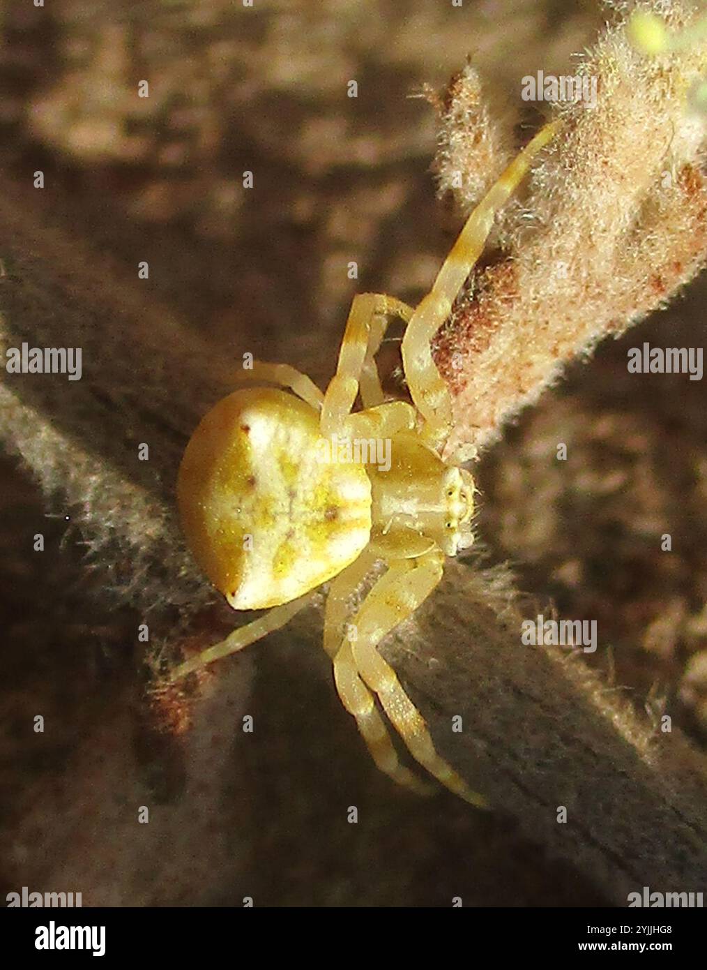 Crab Spiders (Thomisidae Stock Photo - Alamy