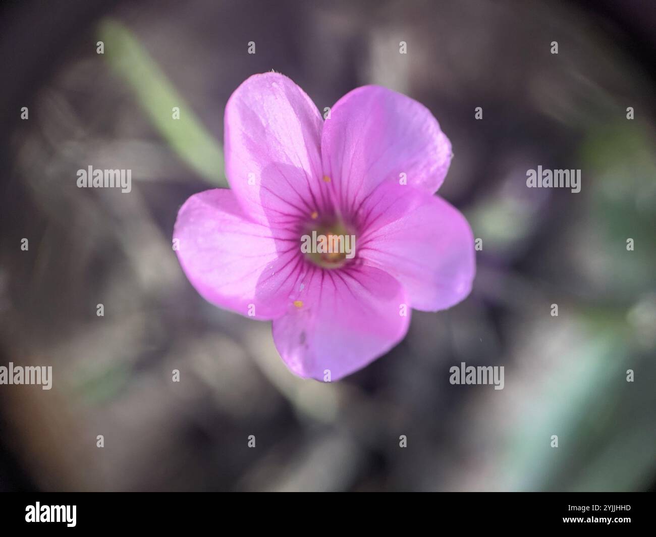 pink-sorrel (Oxalis articulata Stock Photo - Alamy