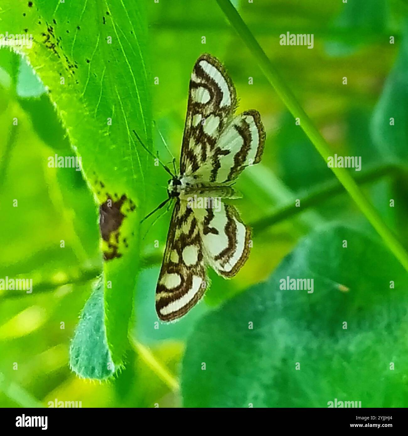 Beautiful China-mark (Nymphula nitidulata Stock Photo - Alamy