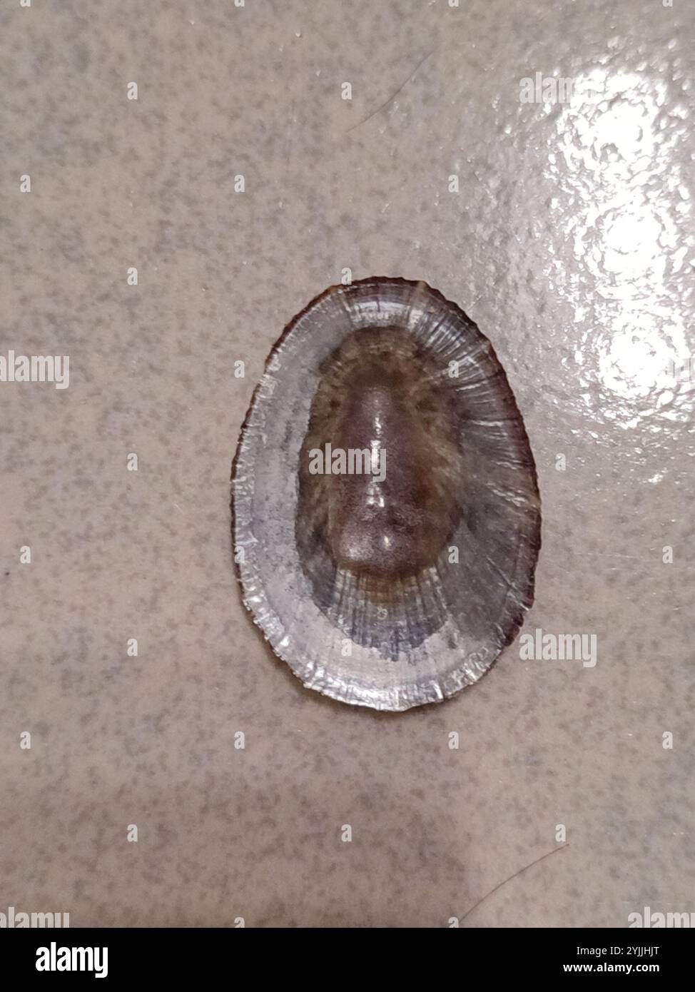 True Limpets (Patellogastropoda Stock Photo - Alamy