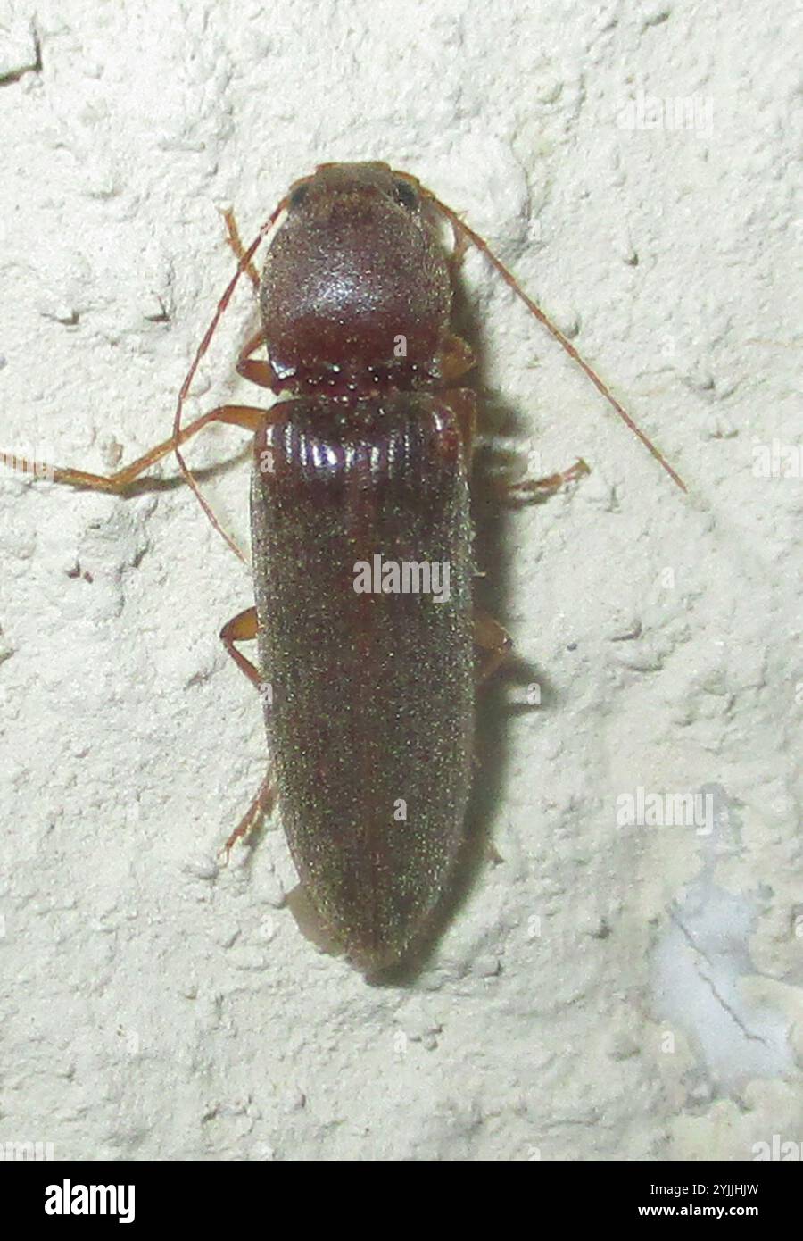 Click Beetles (Elateridae Stock Photo - Alamy