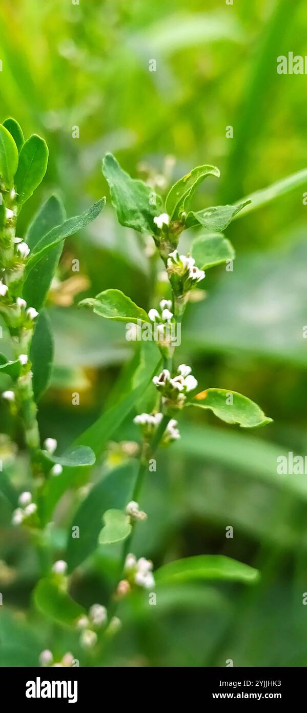 Oval Leaf Knotweed (Polygonum arenastrum Stock Photo - Alamy