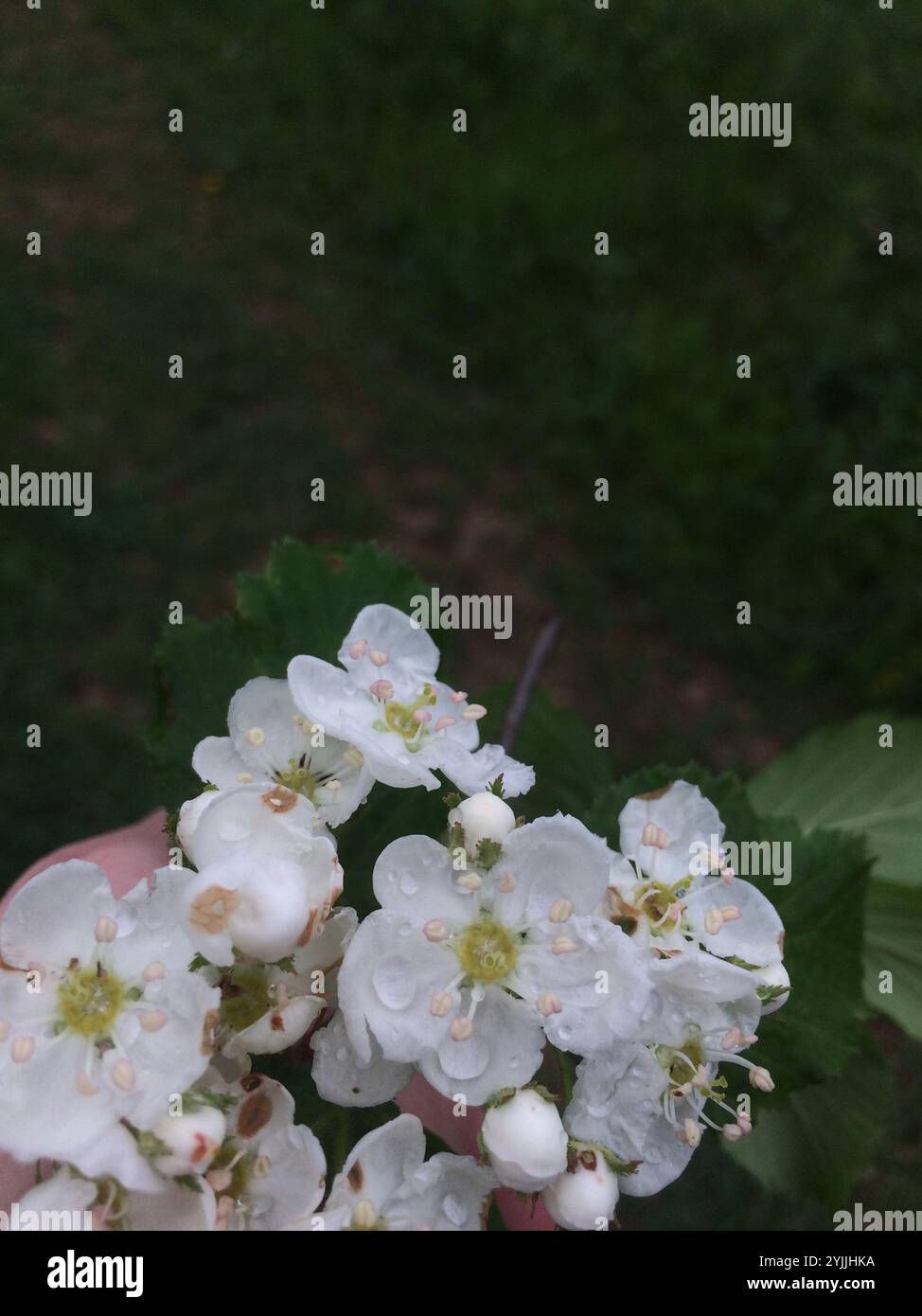 Large-thorn hawthorn (Crataegus macracantha Stock Photo - Alamy