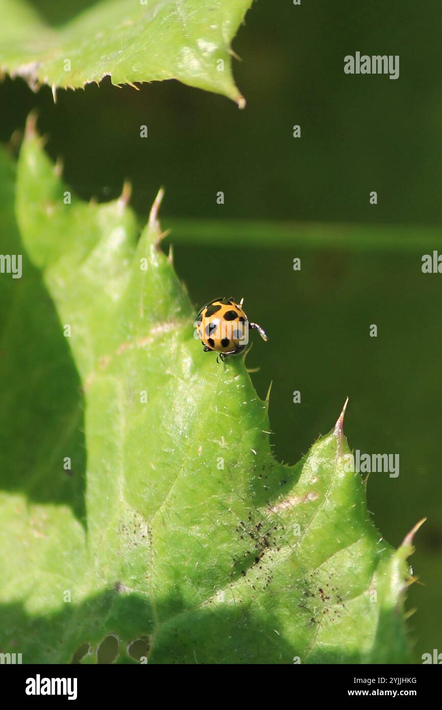 Notated Lady Beetle (Ceratomegilla notata Stock Photo - Alamy