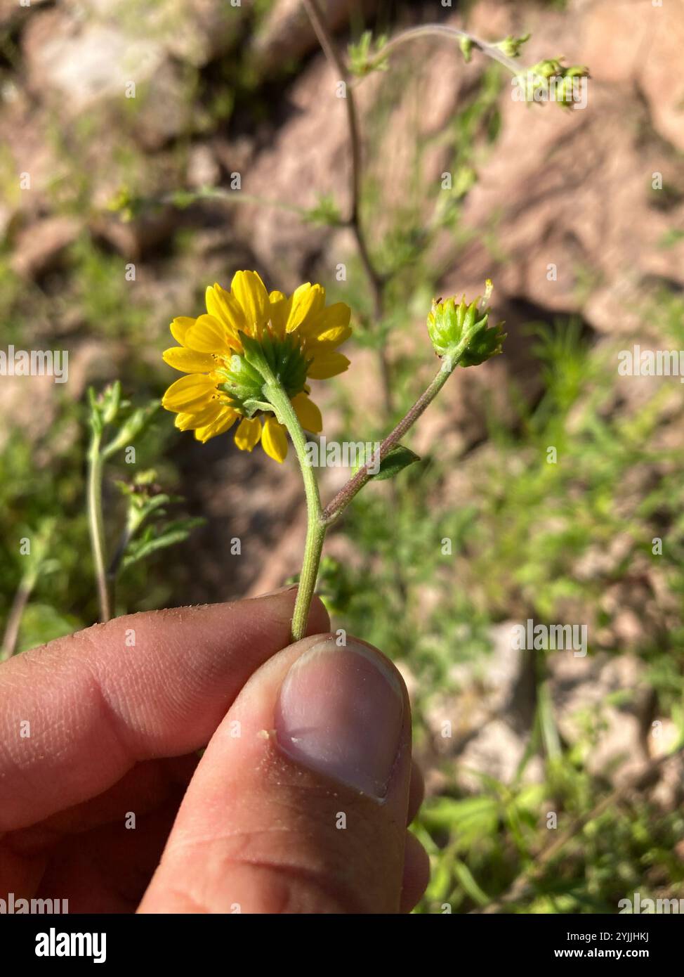 Hymenothrix dissecta hi-res stock photography and images - Alamy
